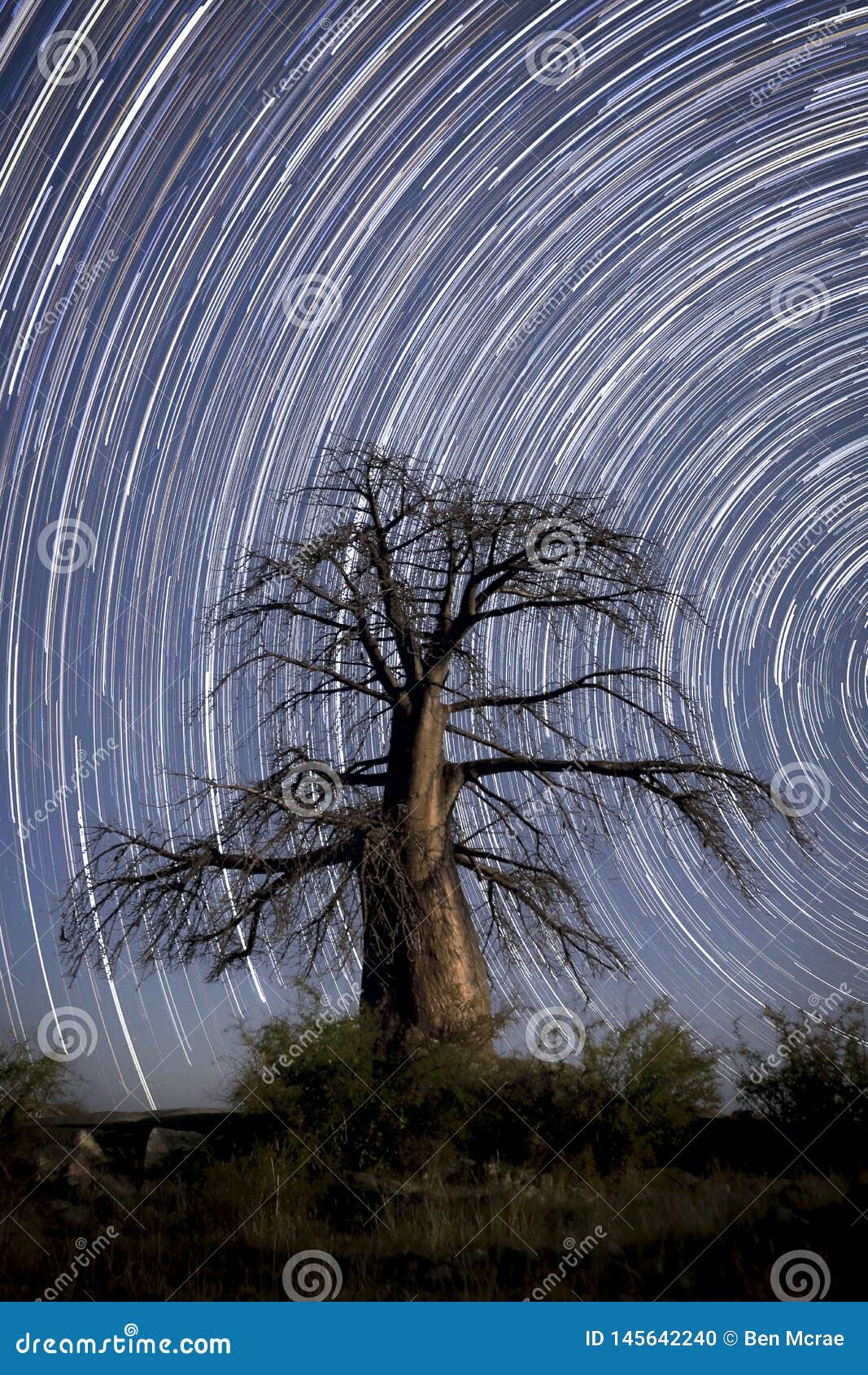 Baobab tree long exposure stock photo. Image of trail - 145642240