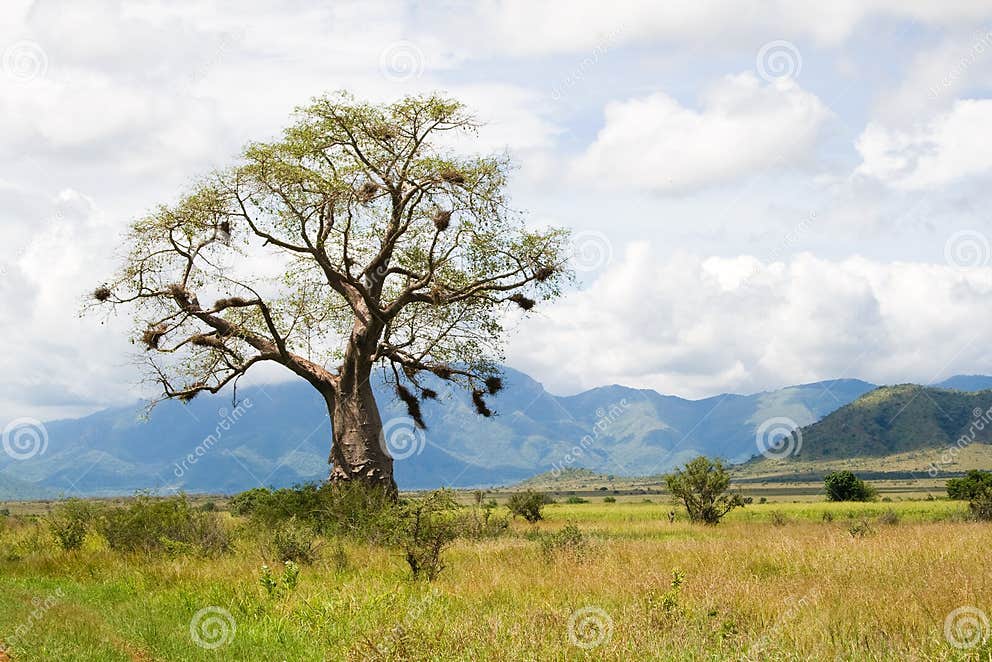 Baobab tree stock photo. Image of kenya, huge, park, nature - 36156444