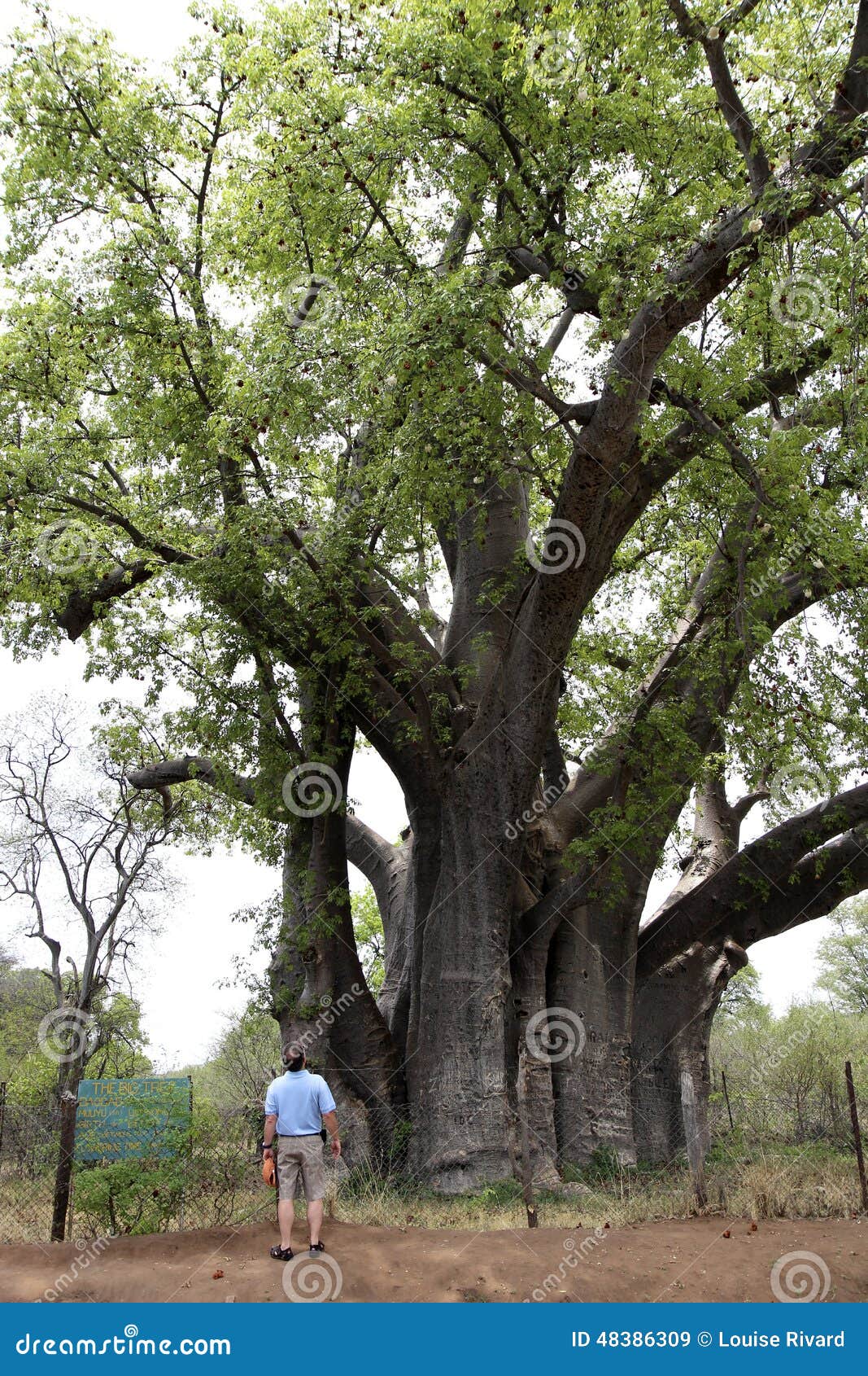 A Baobab Tree Believed To Be Around 500 Years Old On Delft Island In ...