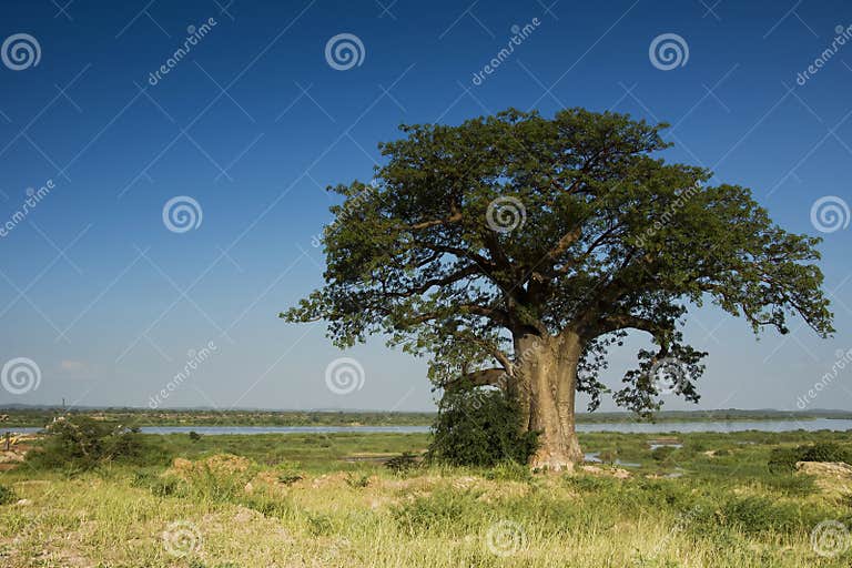 Baobab Tree, Zambezi River - Framed Right Stock Image - Image of boab ...