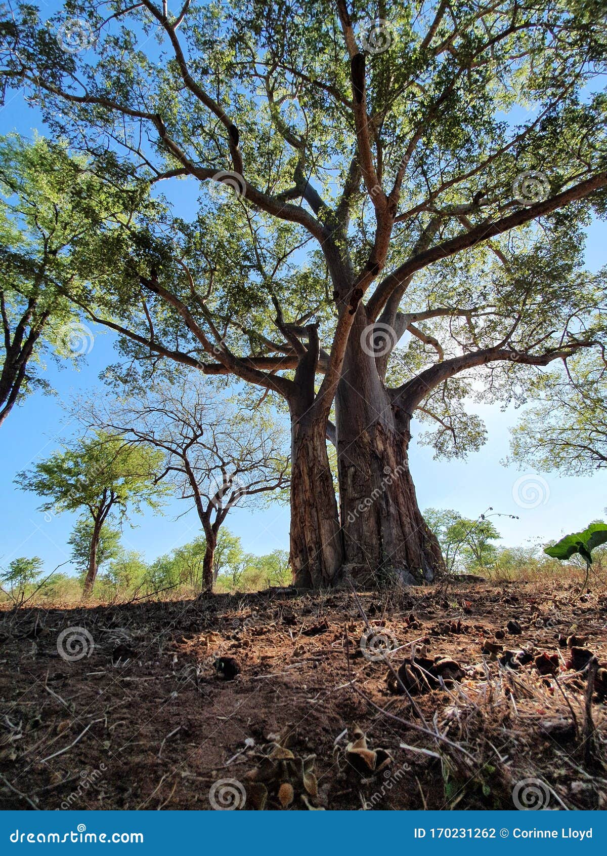 Baobab Tree in Zimbabwe stock photo. Image of zimbabwe - 170231262