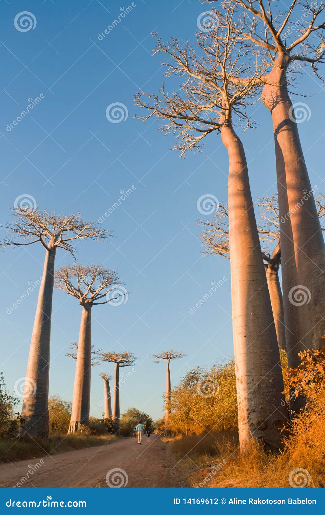 Baobab trees stock photo. Image of nature, madagascar - 14169612