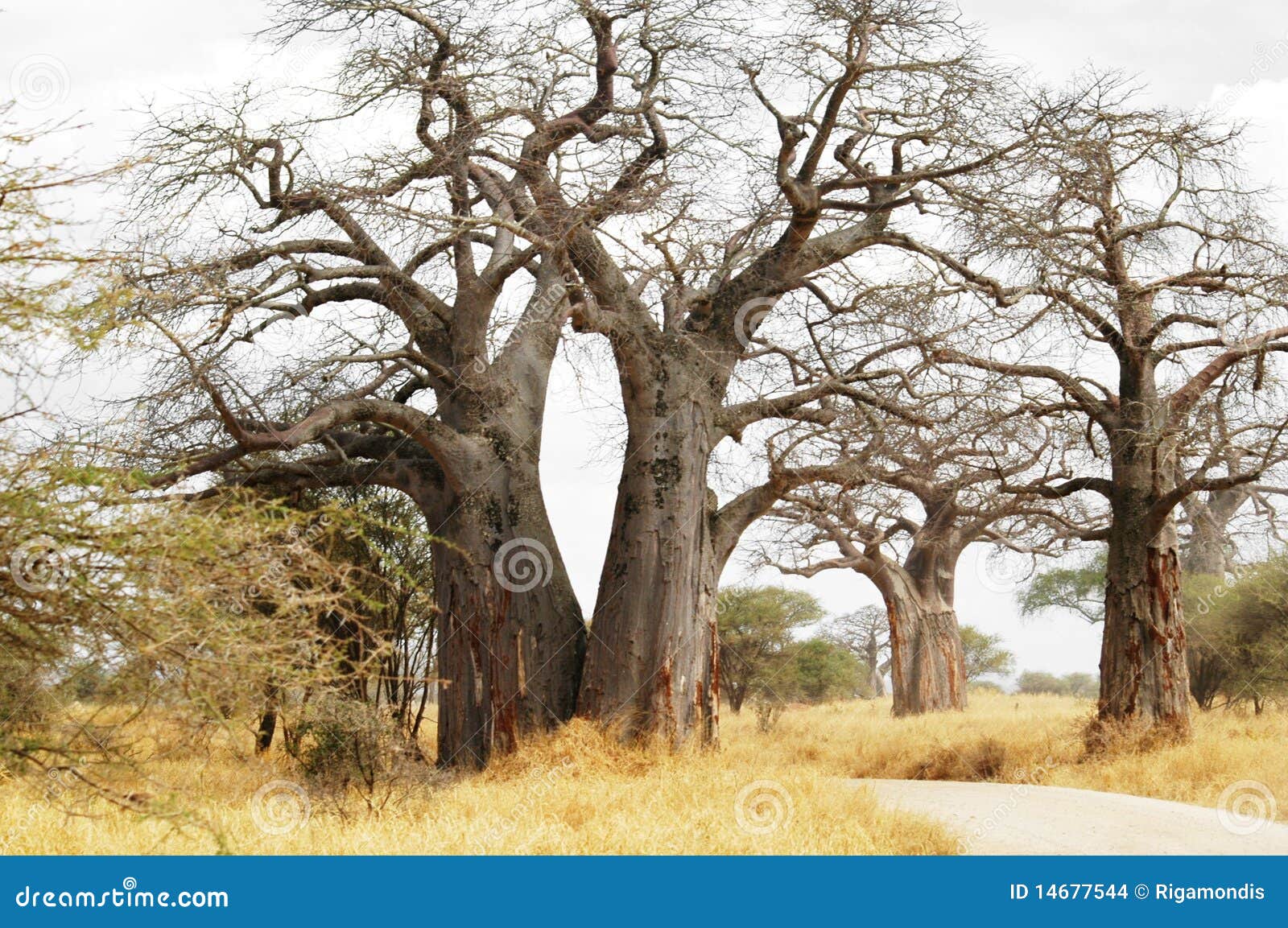 Baobab trees stock photo. Image of craggy, landscape - 14677544