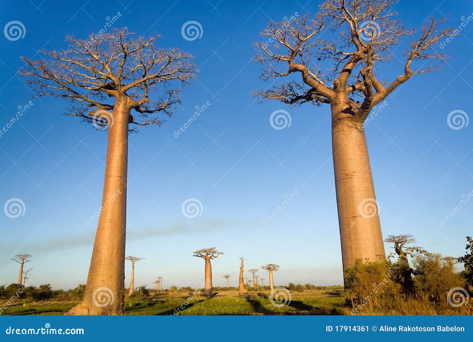 Baobab trees stock image. Image of gigantic, plant, large - 17914361