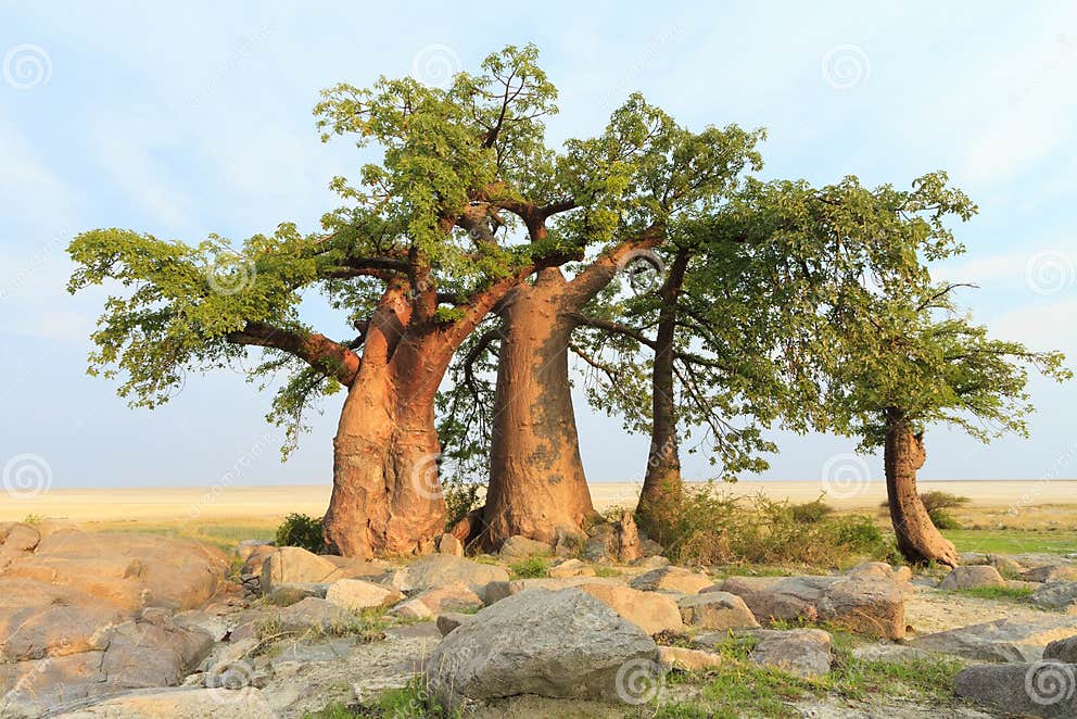 Baobab Trees stock image. Image of africa, makgadigadi - 22743713