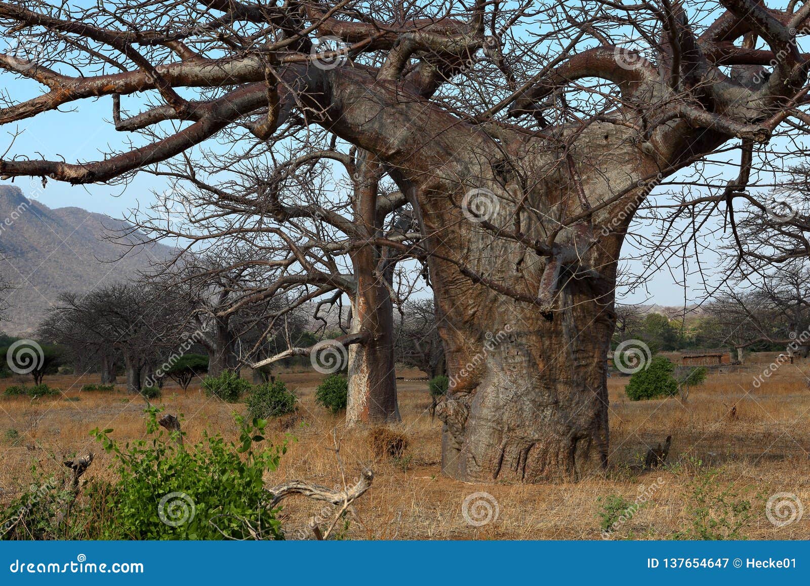 Baobab trees in Africa stock image. Image of tanzania - 137654647