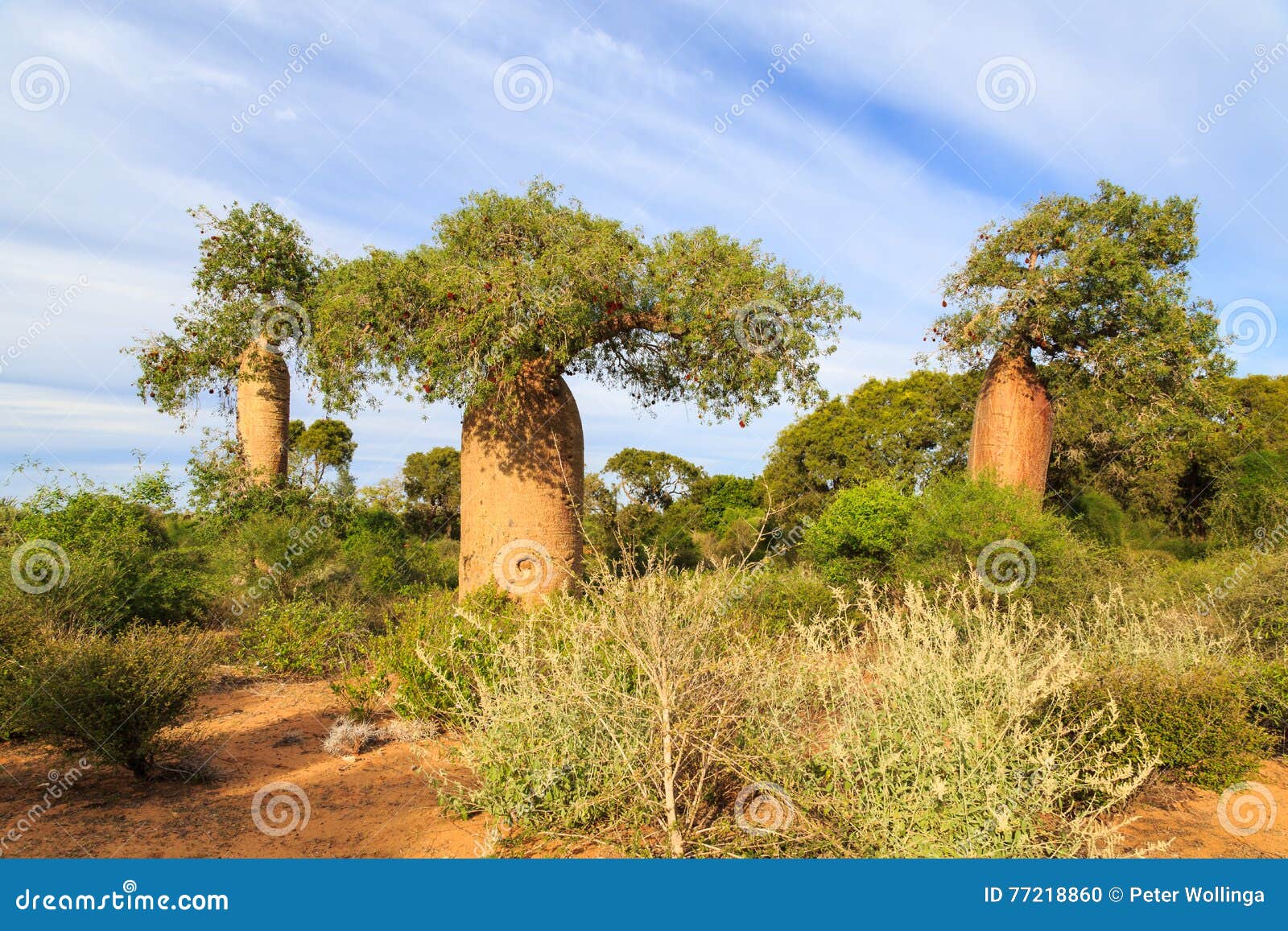 Baobab Trees in an African Landscape Stock Photo - Image of leaves ...