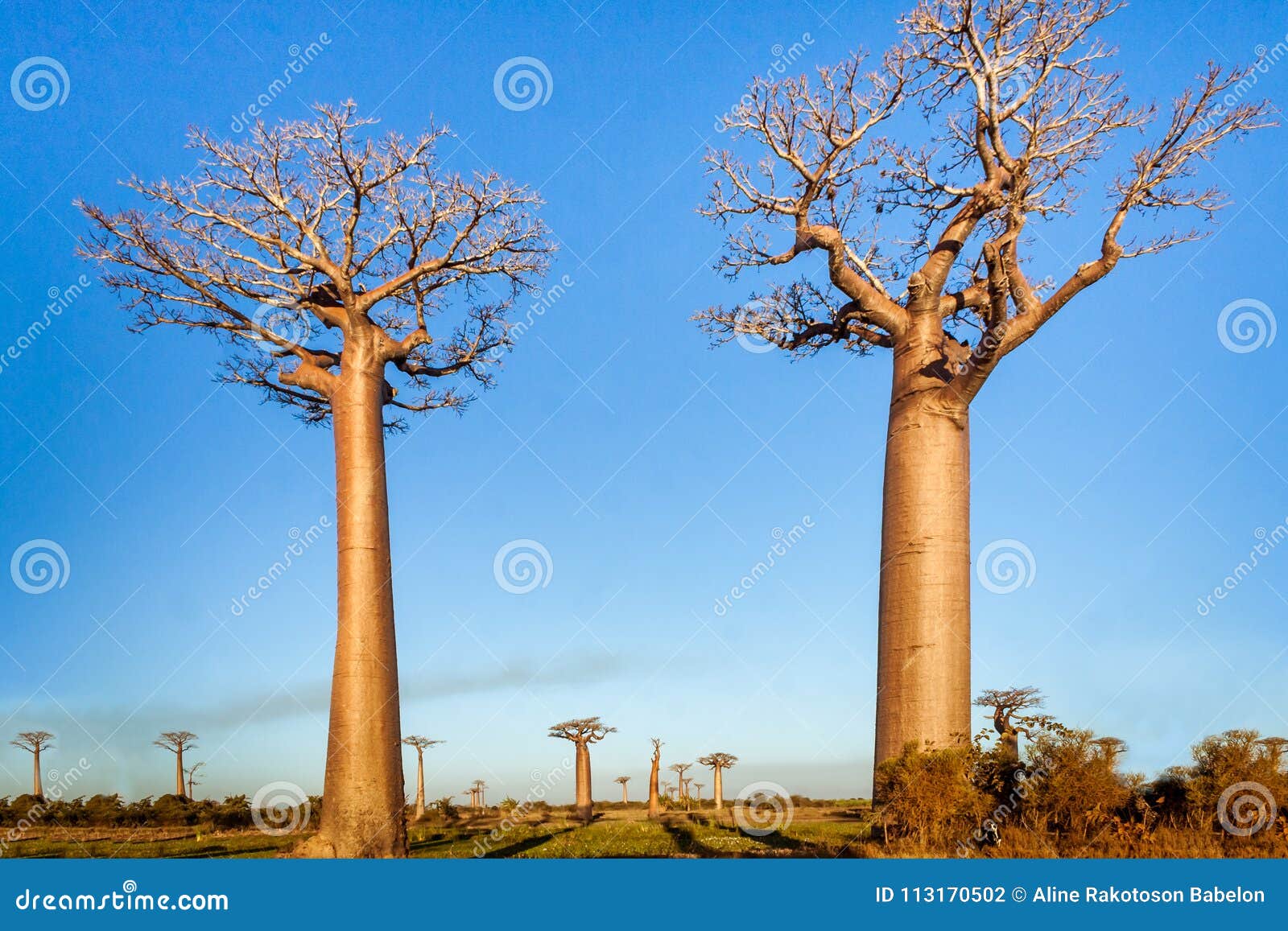 Baobab trees stock photo. Image of large, sand, savannah - 113170502