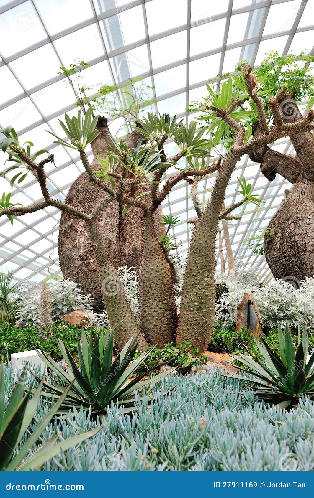 Baobab Trees with Fat Trunks To Store Water Stock Image - Image of park ...