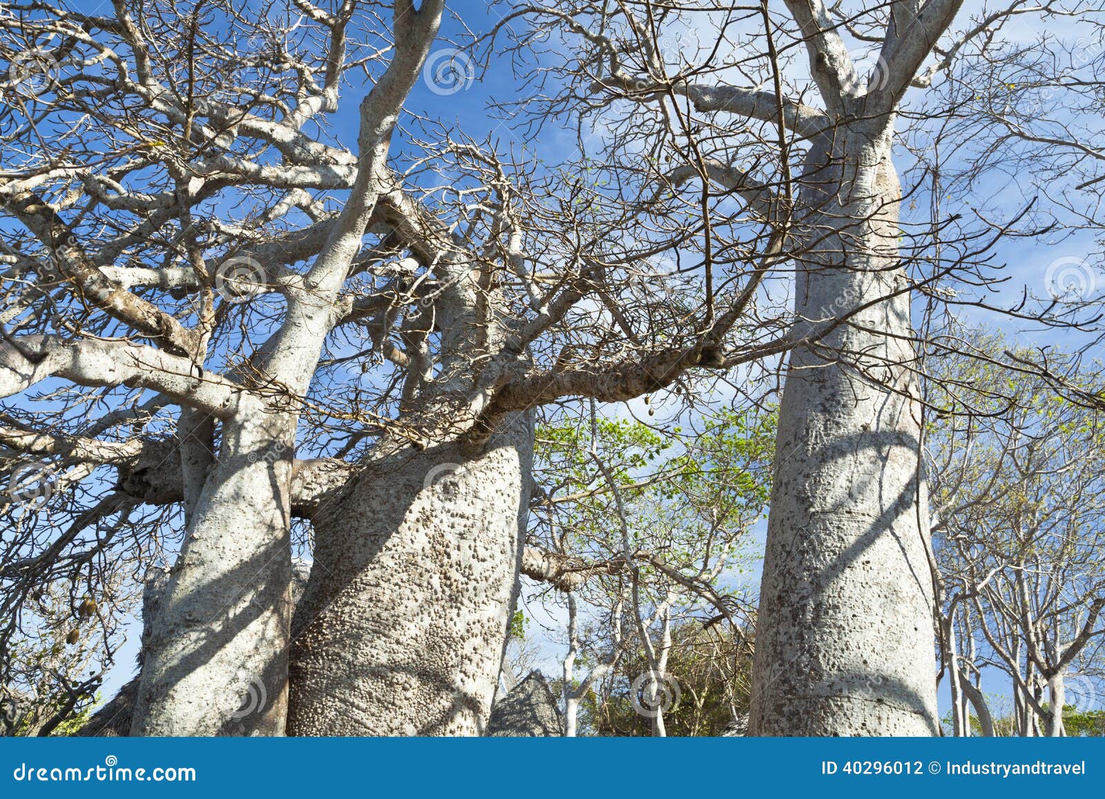 Baobab Trees in Kenya stock photo. Image of travel, destinations - 40296012