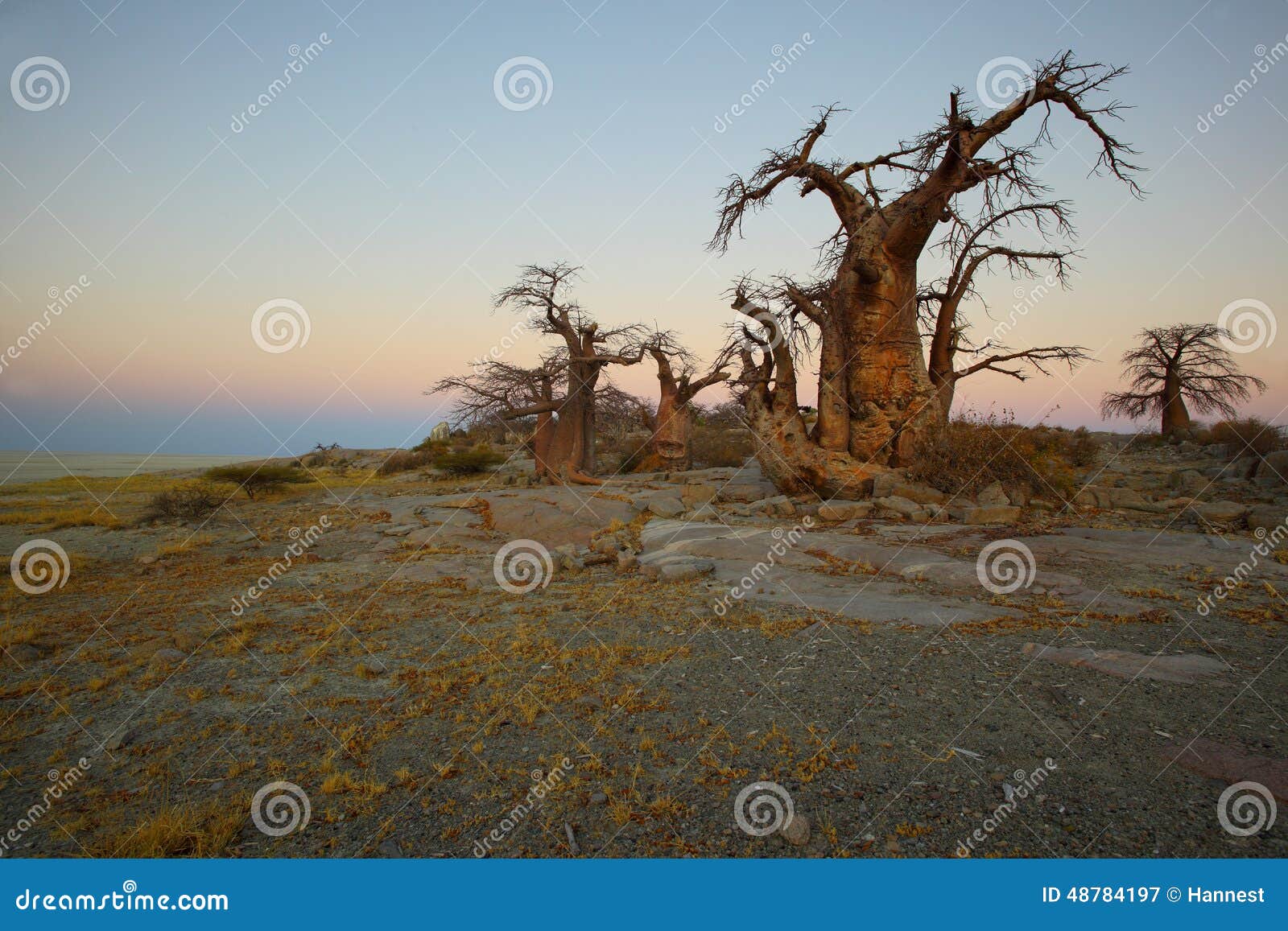 Baobab Trees at Kubu Island Stock Image - Image of clouds, kubu: 48784197