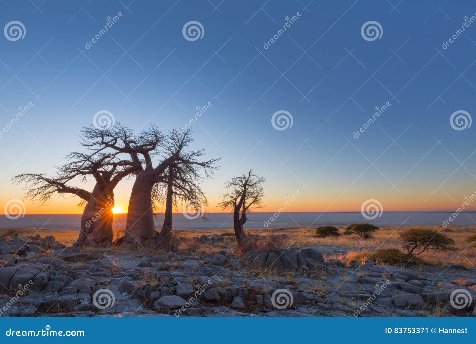 Baobab Trees on Kubu Island at Sunrise Stock Image - Image of rocks ...