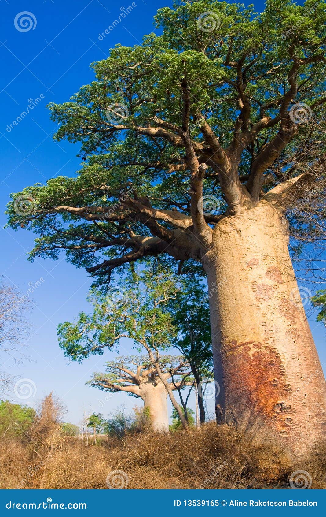 Baobab trees, Madagascar stock image. Image of plant - 13539165