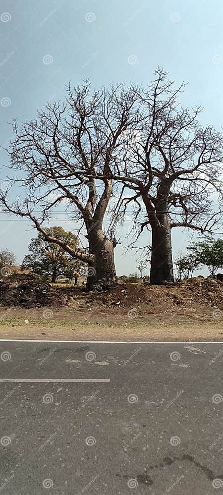 Baobab trees, Mandu stock photo. Image of dryness, indian - 250020346