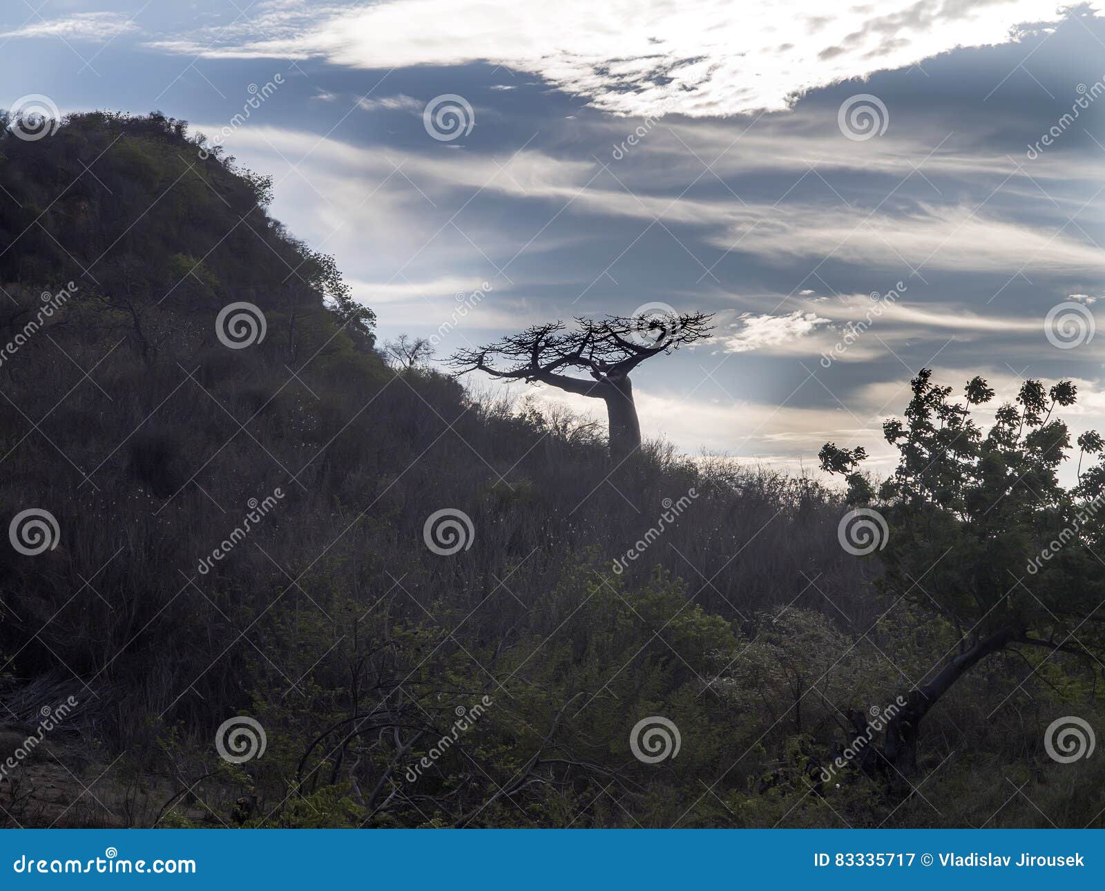 The Baobab Trees in Northern Madagascar Stock Image - Image of ...