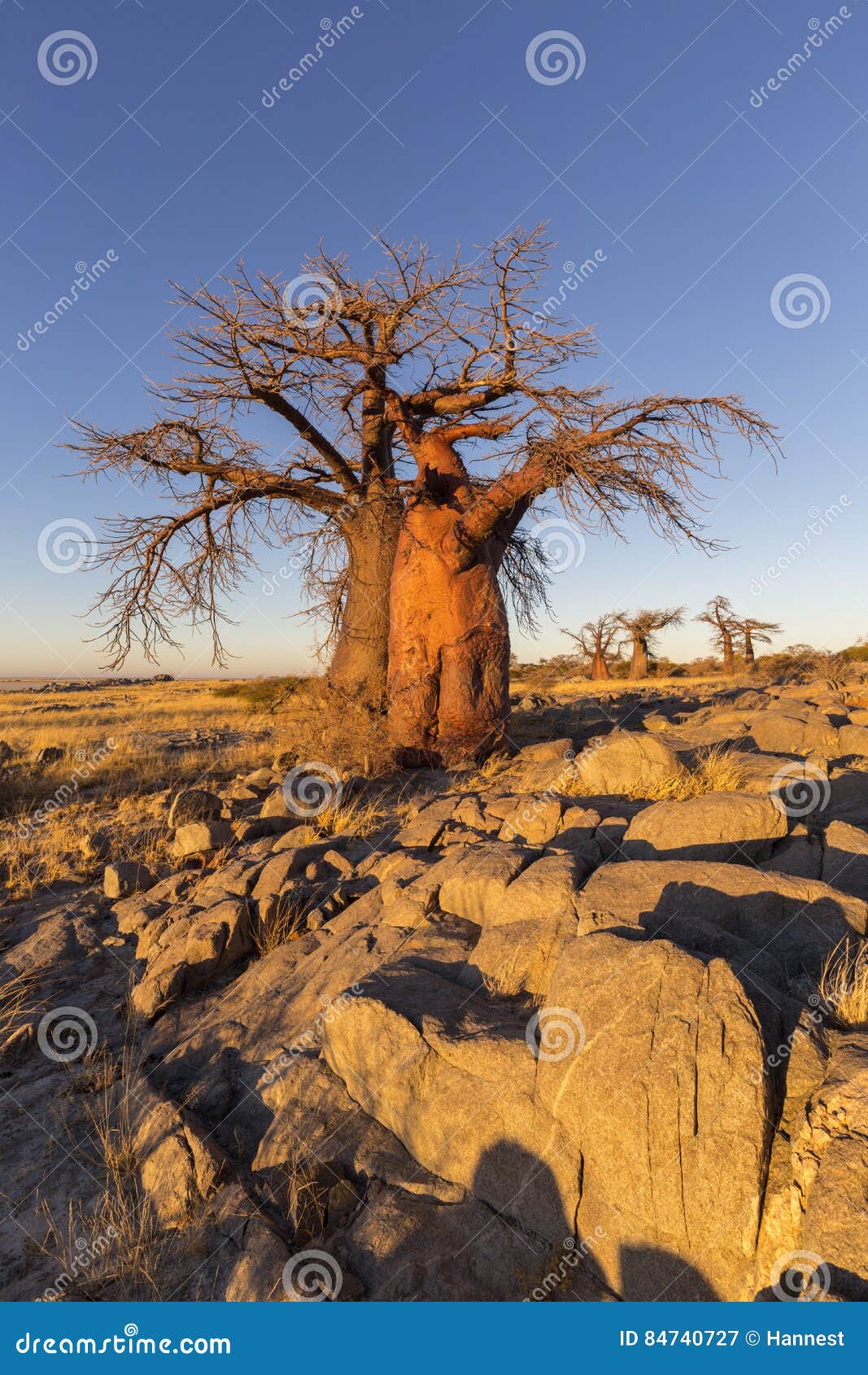 Rocks And Baobab Tree On Kubu Island In Black-and-white Royalty-Free ...