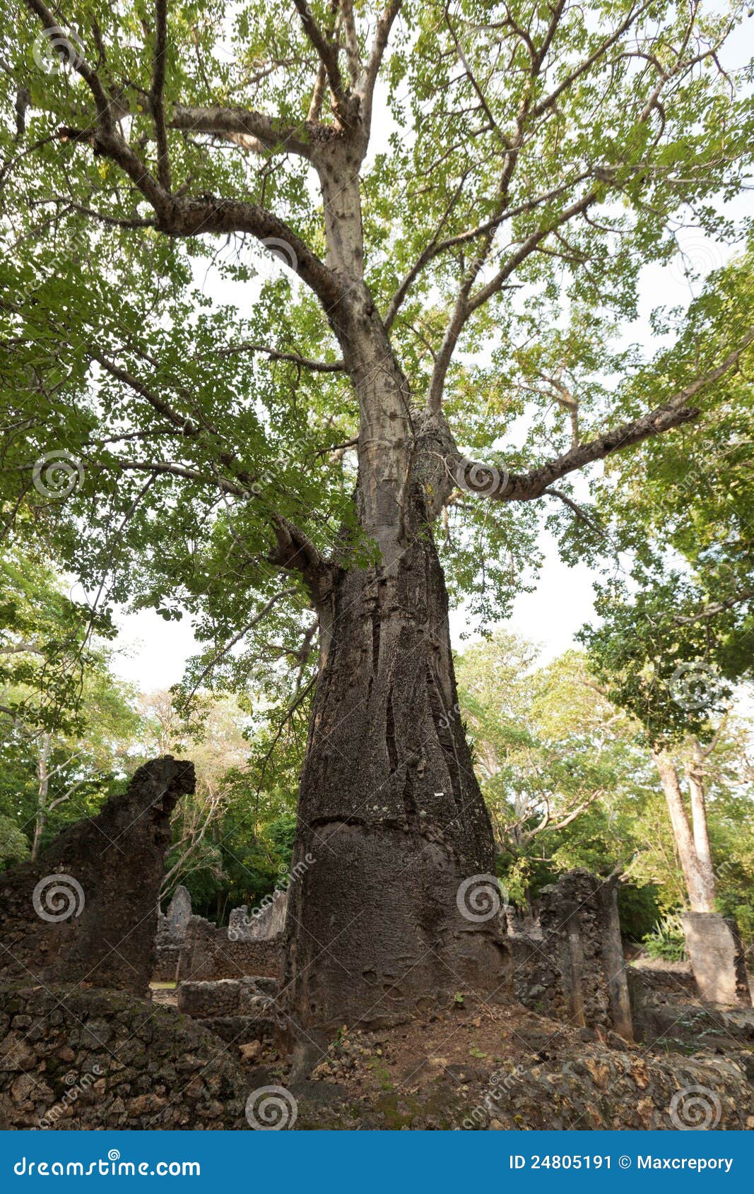 Baobab Trees in Ruins of Gedi Editorial Photo - Image of colossal ...