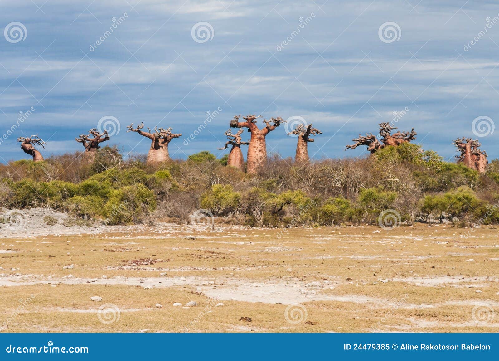 Baobab trees and savanna stock image. Image of savanna - 24479385