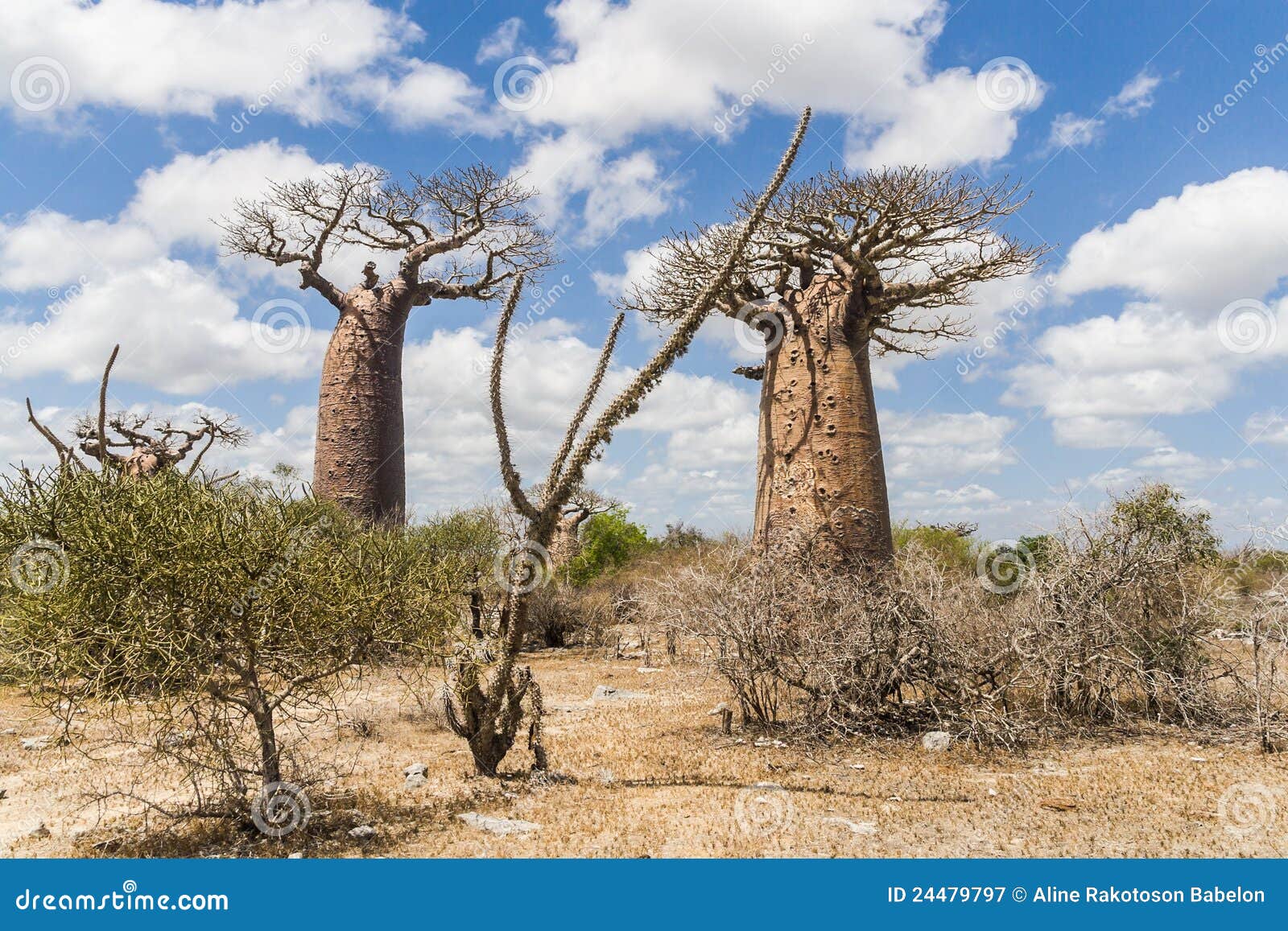 Baobab trees and savanna stock image. Image of flora - 24479797
