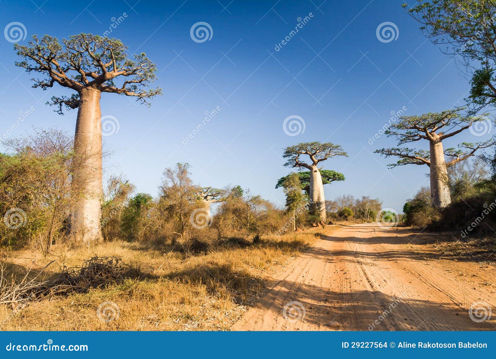 Baobab trees and savanna stock photo. Image of branch - 29227564