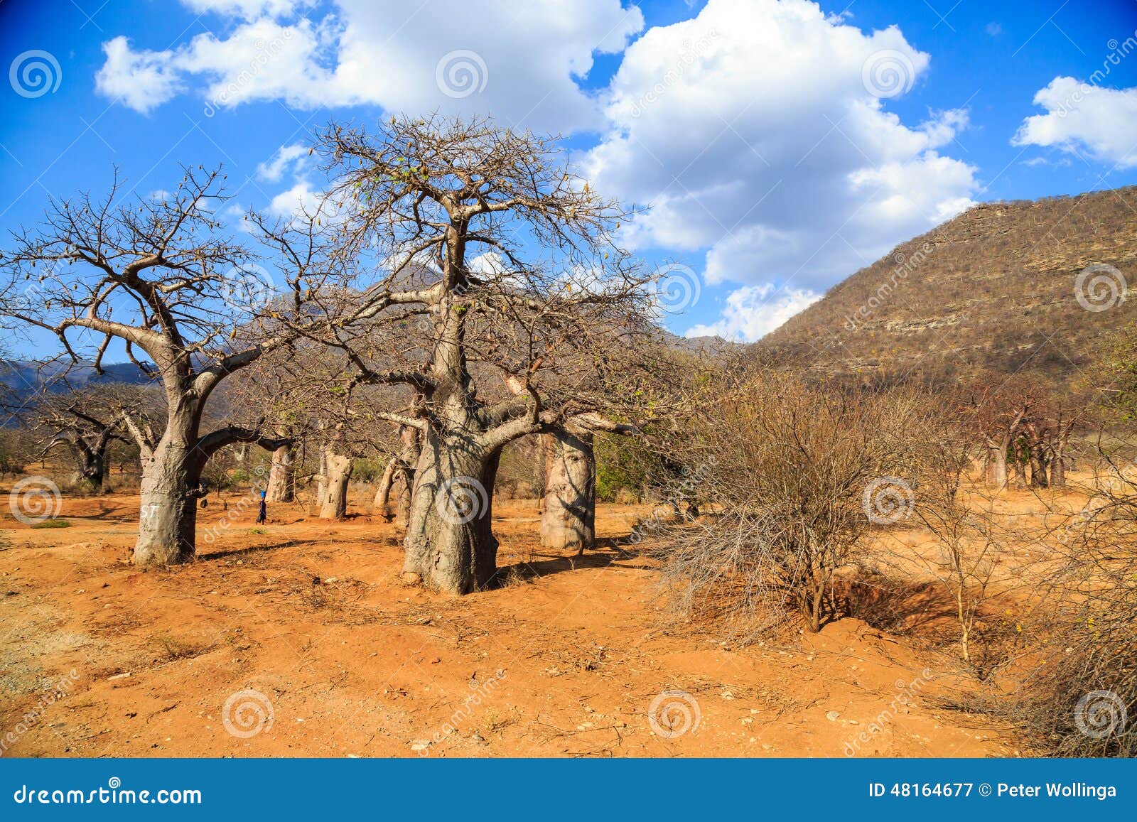 Baobab Trees in a Valley in Tanzania Stock Image - Image of landscape ...