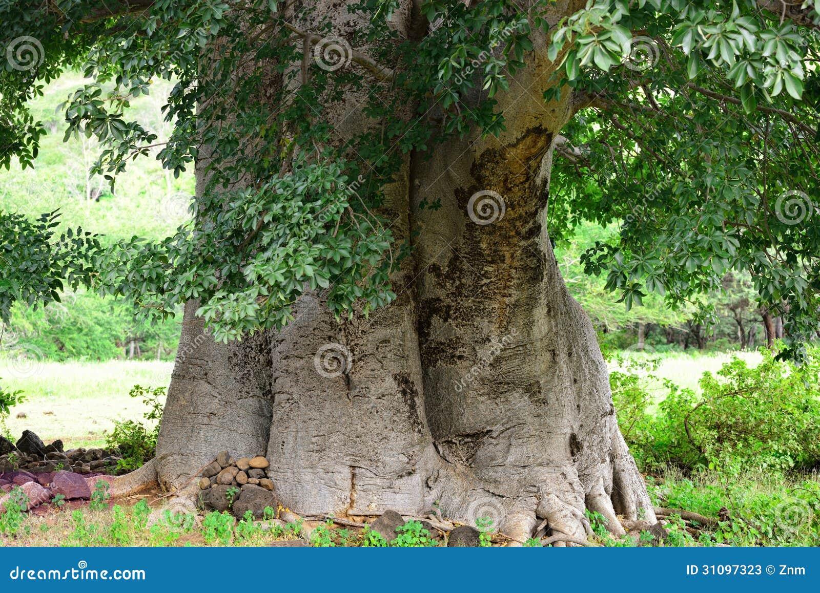 Baobab stock image. Image of outdoor, beauty, tree, scenic - 31097323