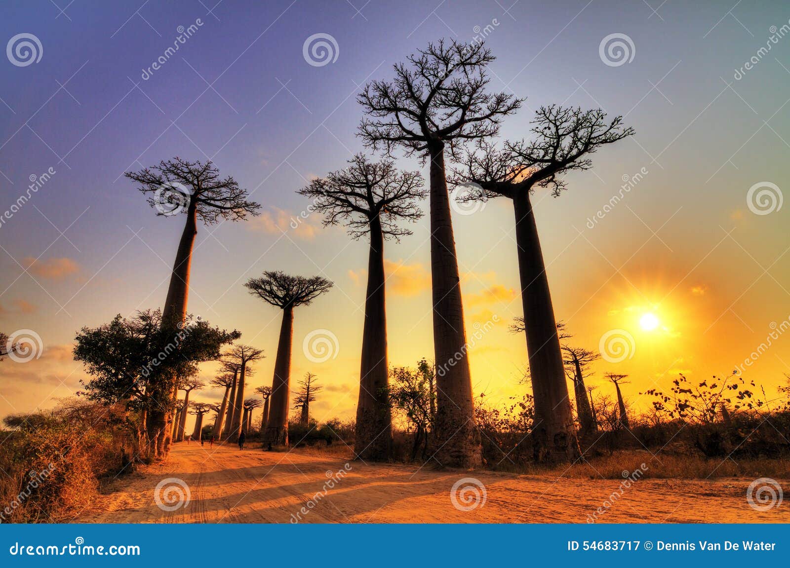 Baobab wide angle sunset stock image. Image of natural - 54683717