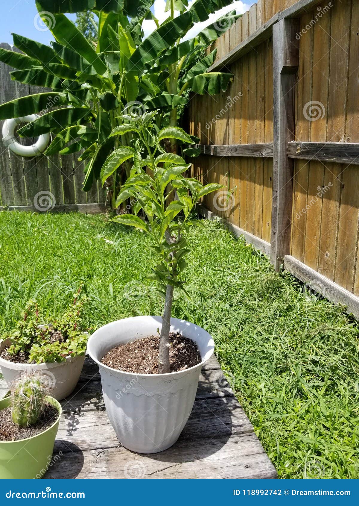 Baobab stock photo. Image of plant, potted, baobab, young - 118992742