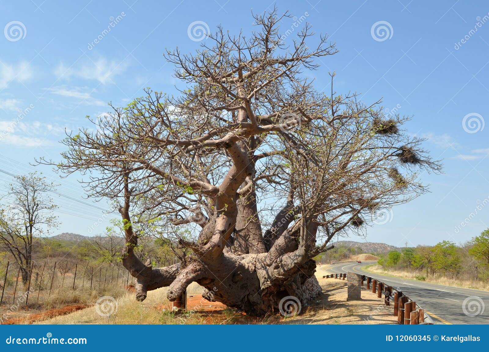Baobabbaum stockbild. Bild von krüger, savanne, busch - 12060345