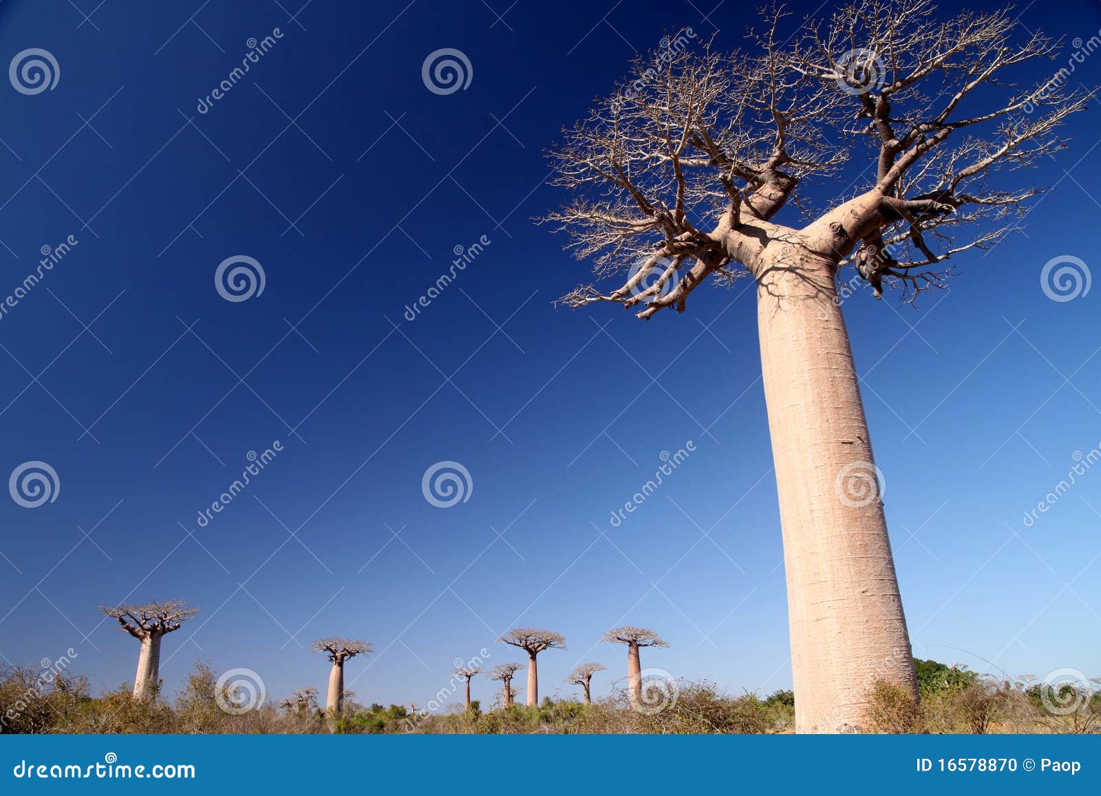 Baobabs stock photo. Image of avenue, huge, morondava - 16578870