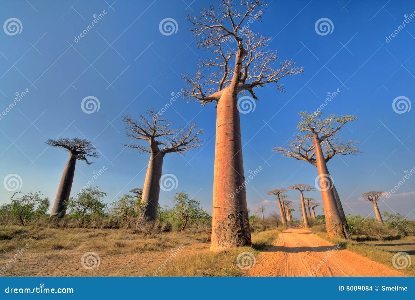 Baobabs Stock Photography | CartoonDealer.com #37048448