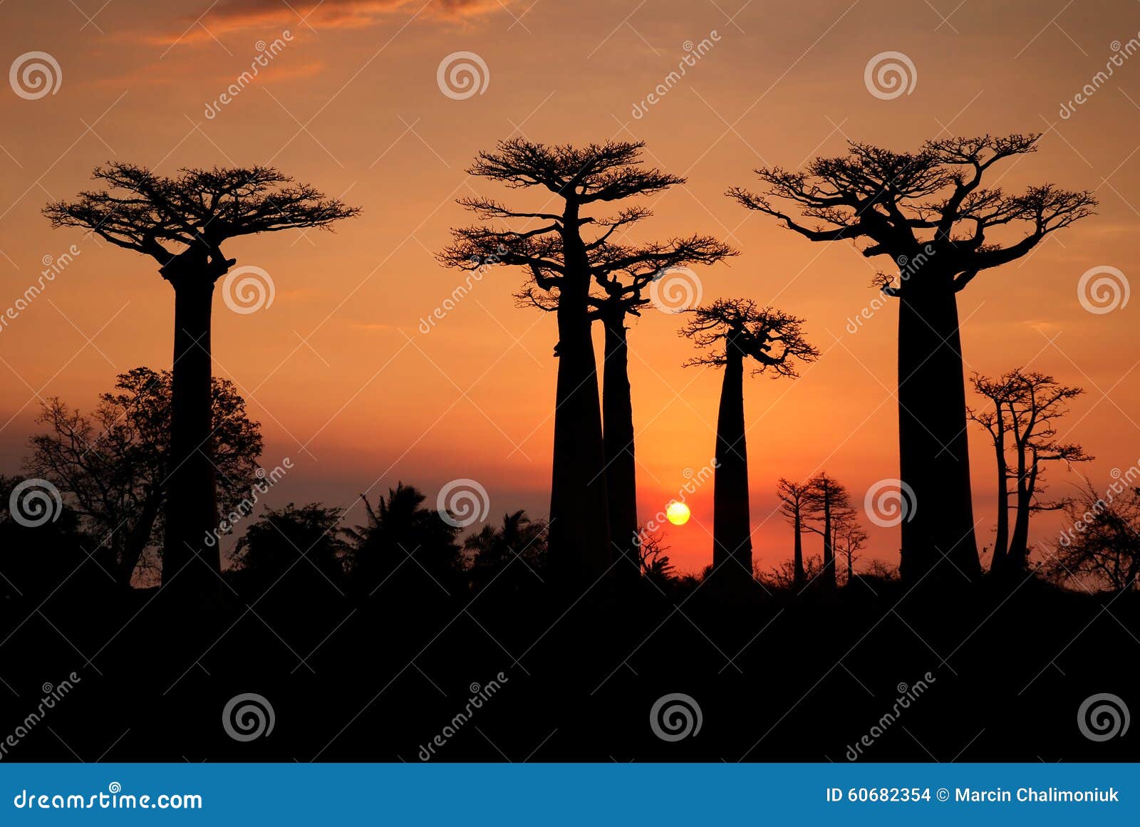 Baobabs in the sunset stock photo. Image of magic, natural - 60682354