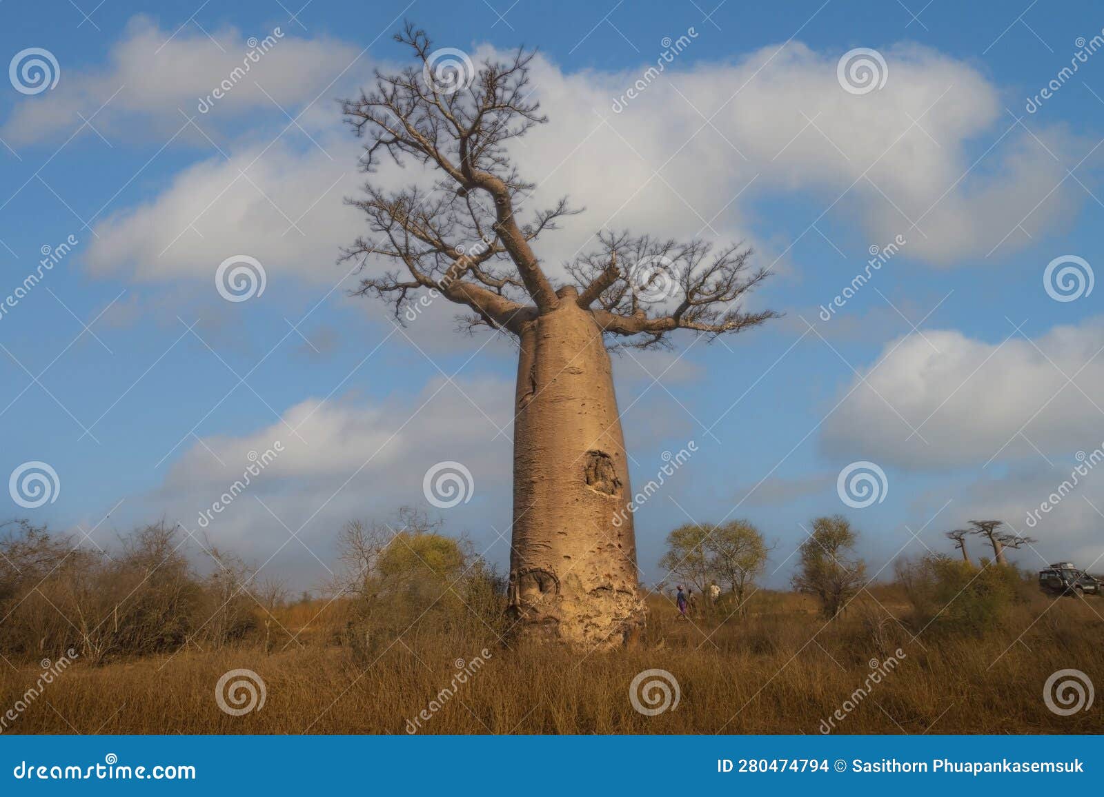The Baobabs Tree at the Avenue of the Baobabs, Madagascar Stock Photo ...