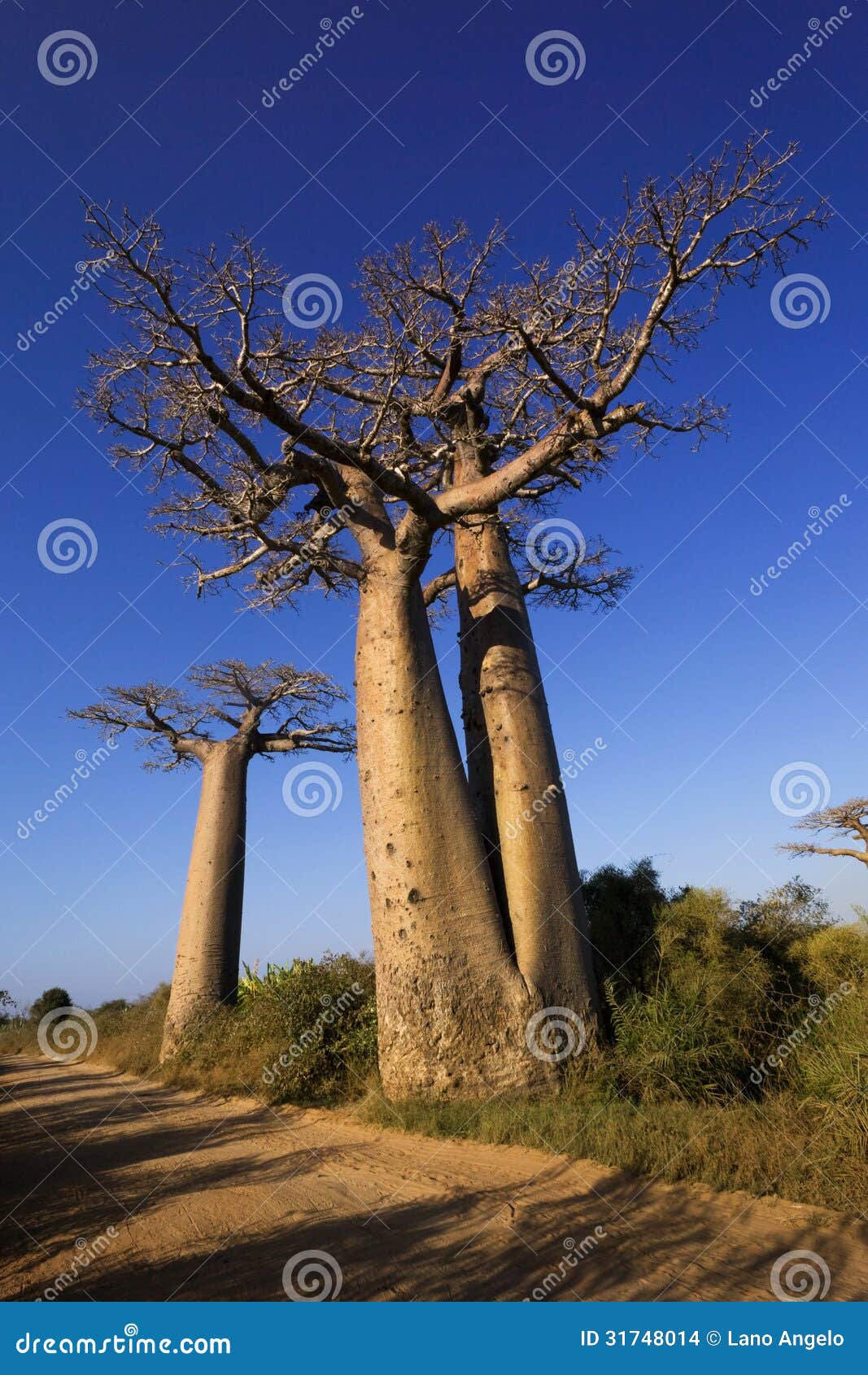 Baobabs Tree Landscape on the Sky Stock Photo - Image of blue, tourism ...