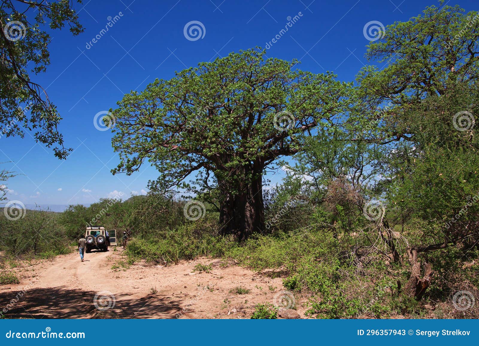 Baobabs in Village of Bushmen, Africa Stock Image - Image of ancient ...