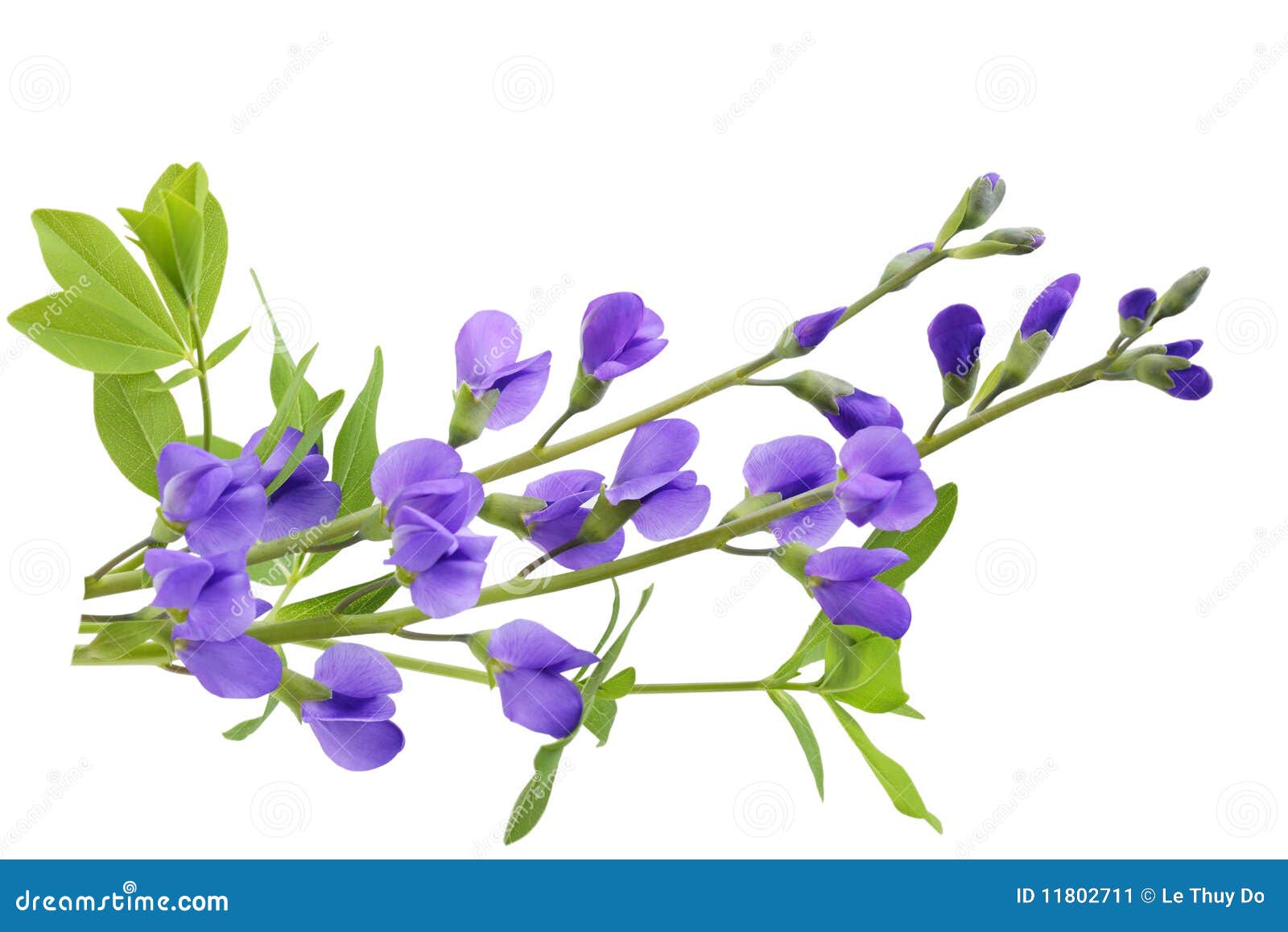 Baptisia False Indigo stock image. Image of grey, spkes - 11802711