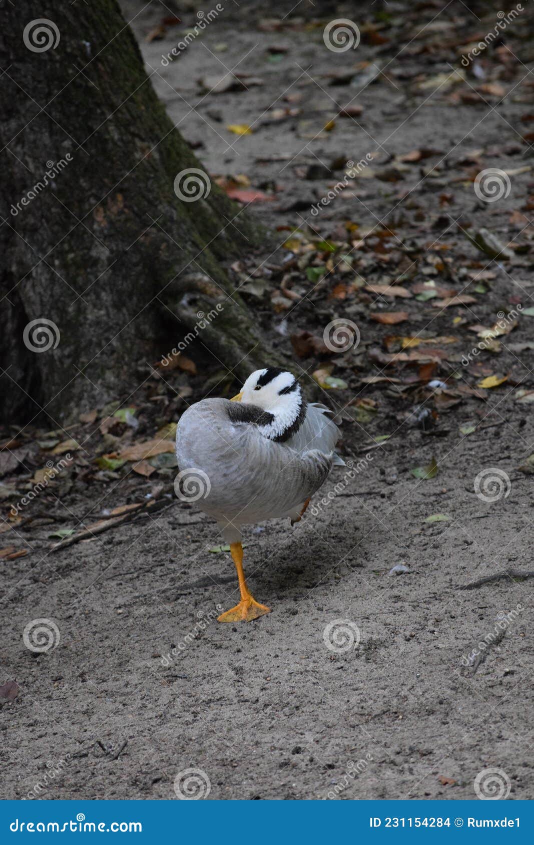 Bar Goose in a Relaxed Pose for Her Stock Photo - Image of habits ...