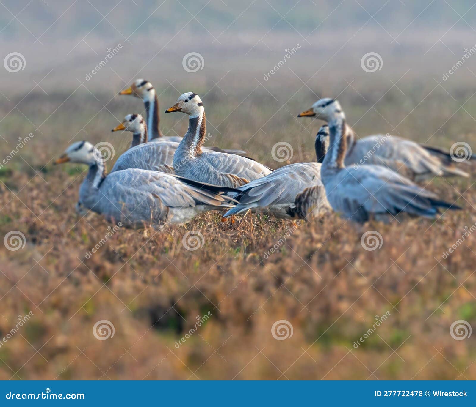 Bar-headed Geese (anser Indicus) in the Field Stock Photo - Image of ...