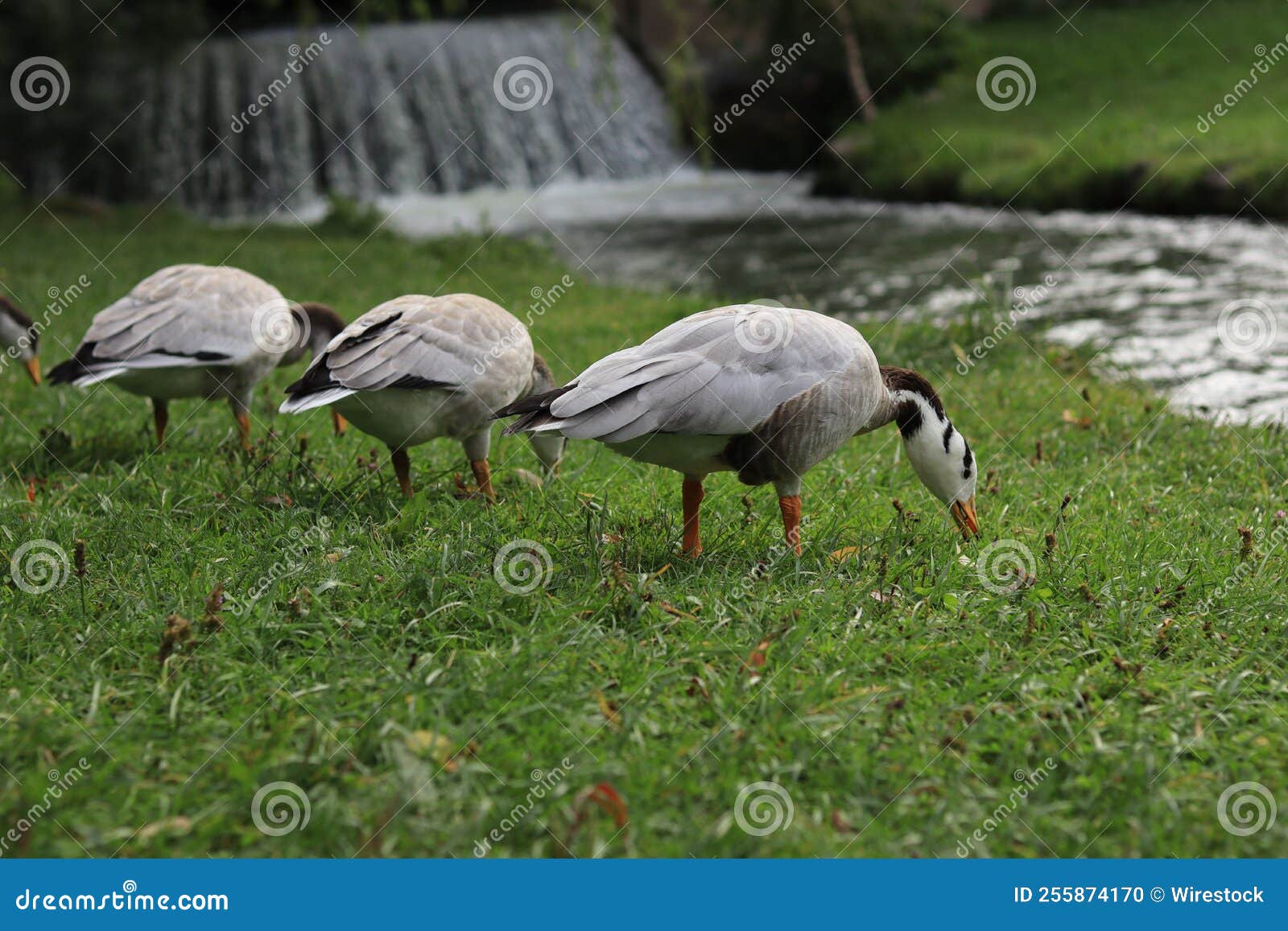 Bar-headed Geese Grazing in the Green Field Stock Photo - Image of ...