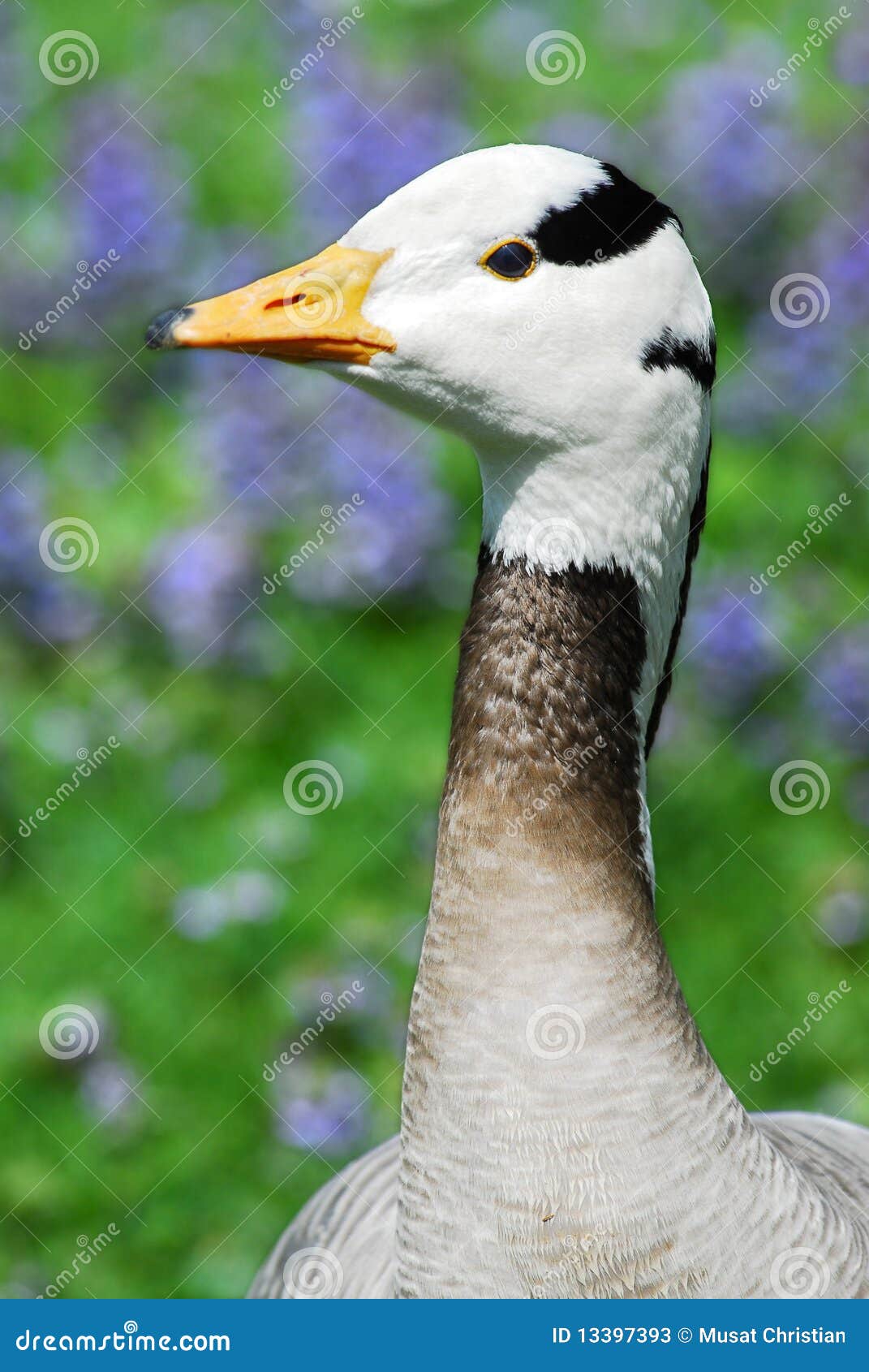 Bar-headed Goose stock image. Image of palmate, white - 13397393