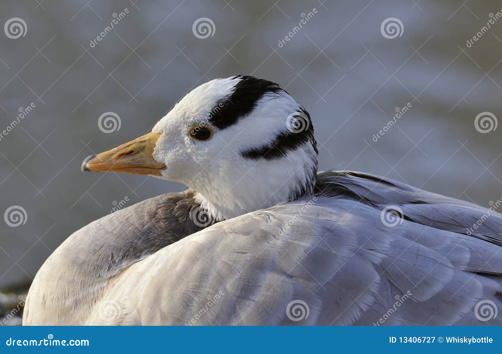 Bar-headed Goose stock image. Image of exotic, horizontal - 13406727