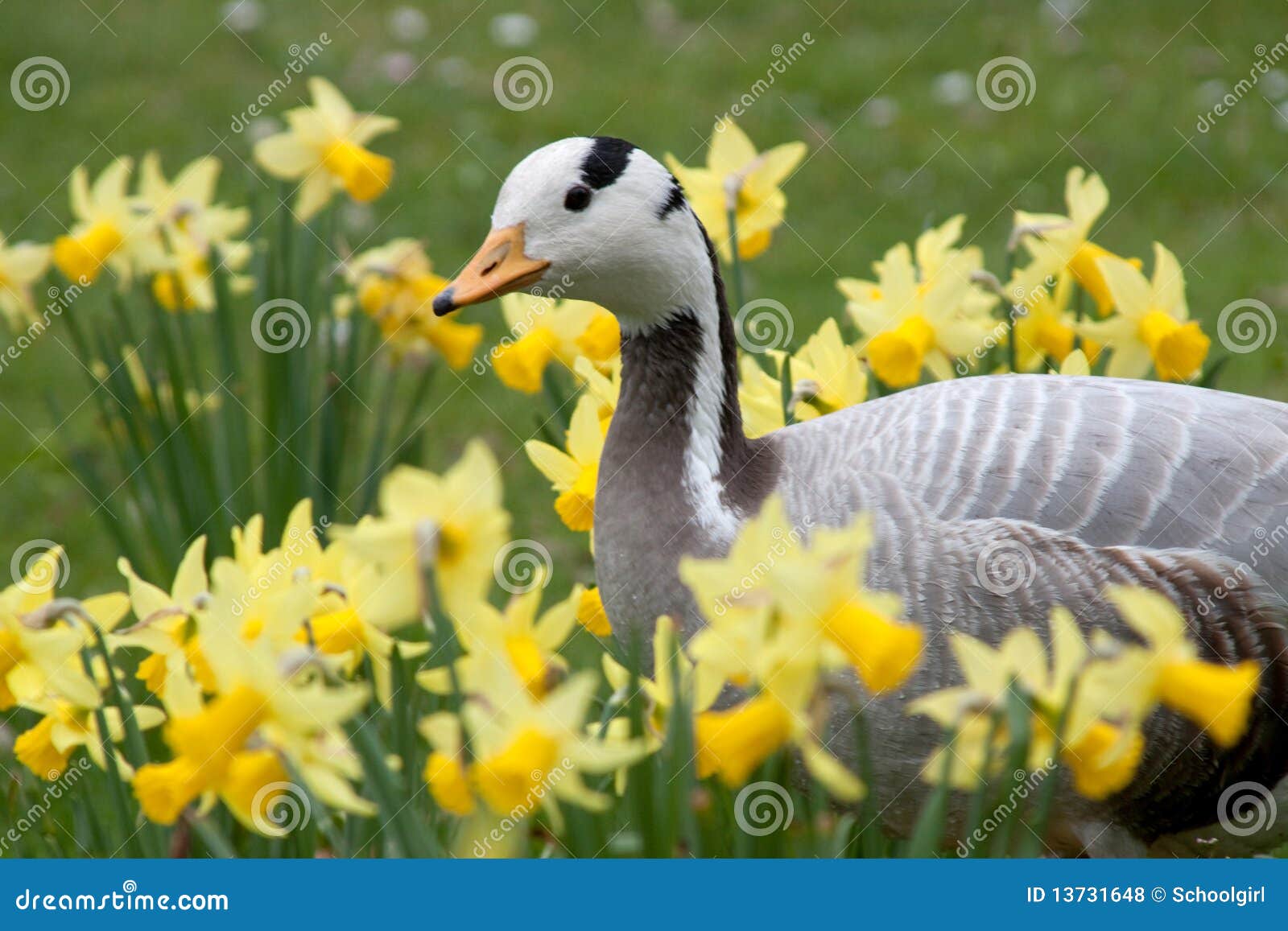 The Bar-headed Goose stock photo. Image of fauna, plant - 13731648