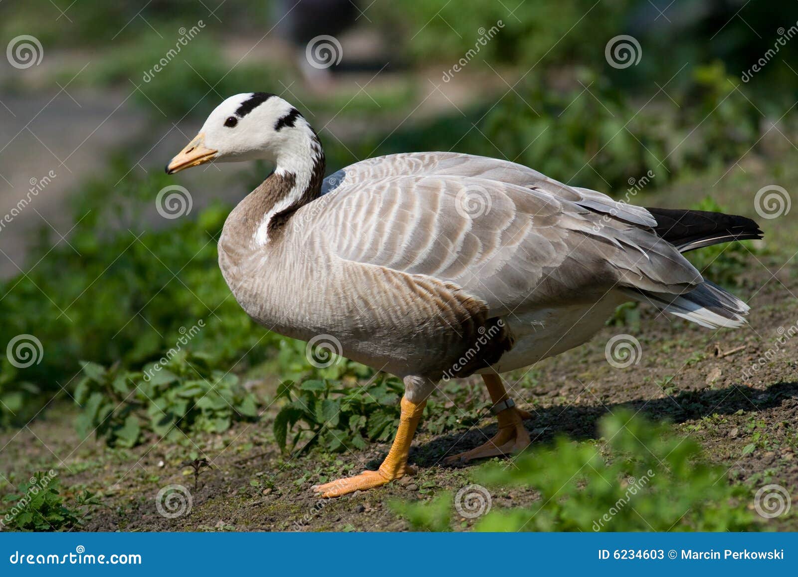 Bar-headed Goose stock image. Image of winged, nature - 6234603