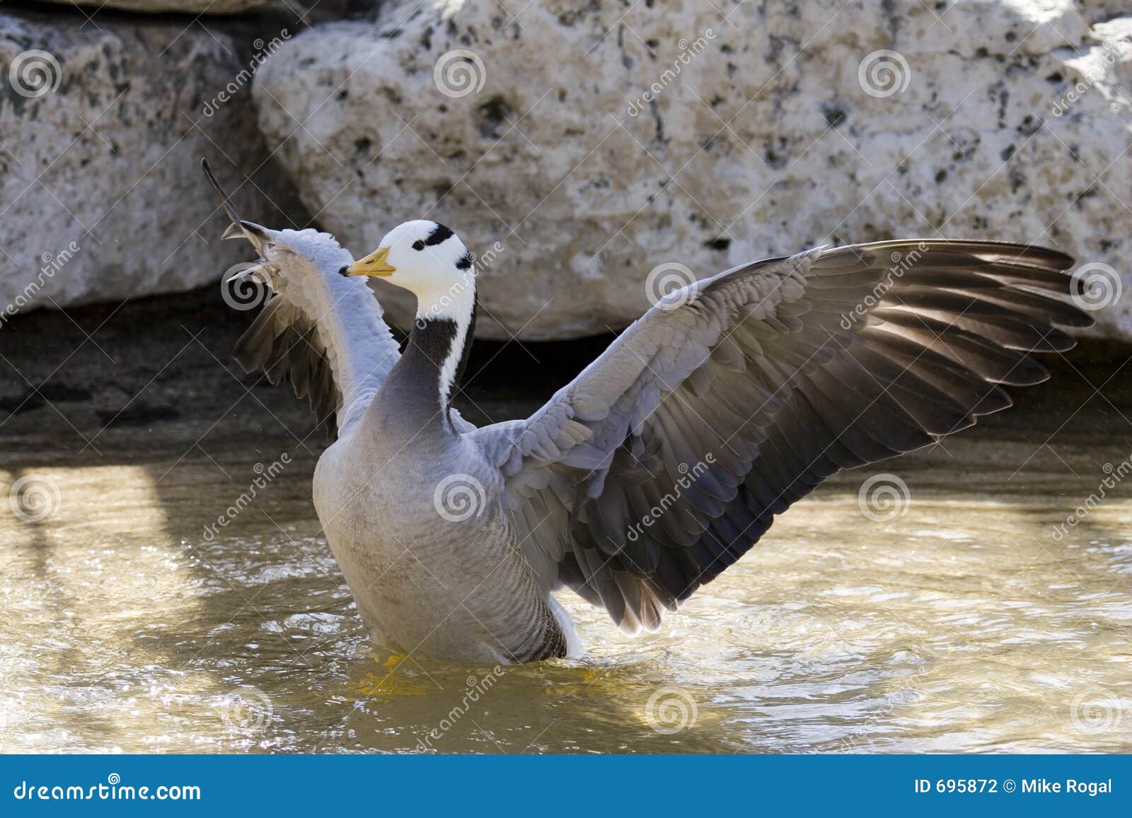 Bar-headed Goose stock photo. Image of plumage, wingspan - 695872