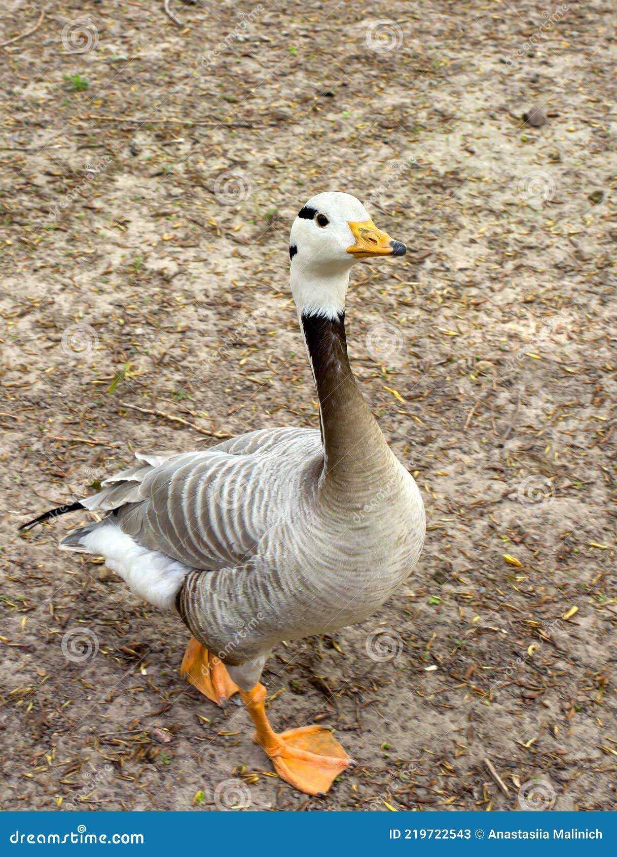 Bar-headed Goose Anser Indicus on the Shore Stock Image - Image of ...