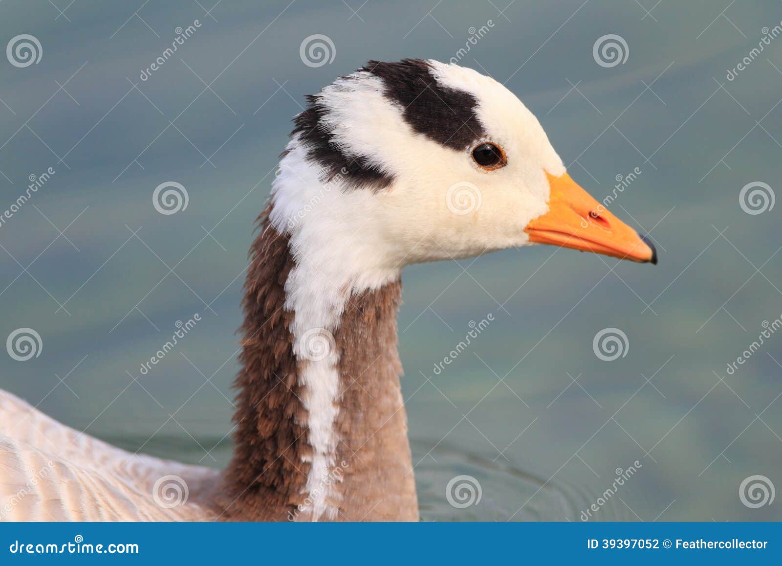 Bar-headed goose stock photo. Image of barheaded, anser - 39397052