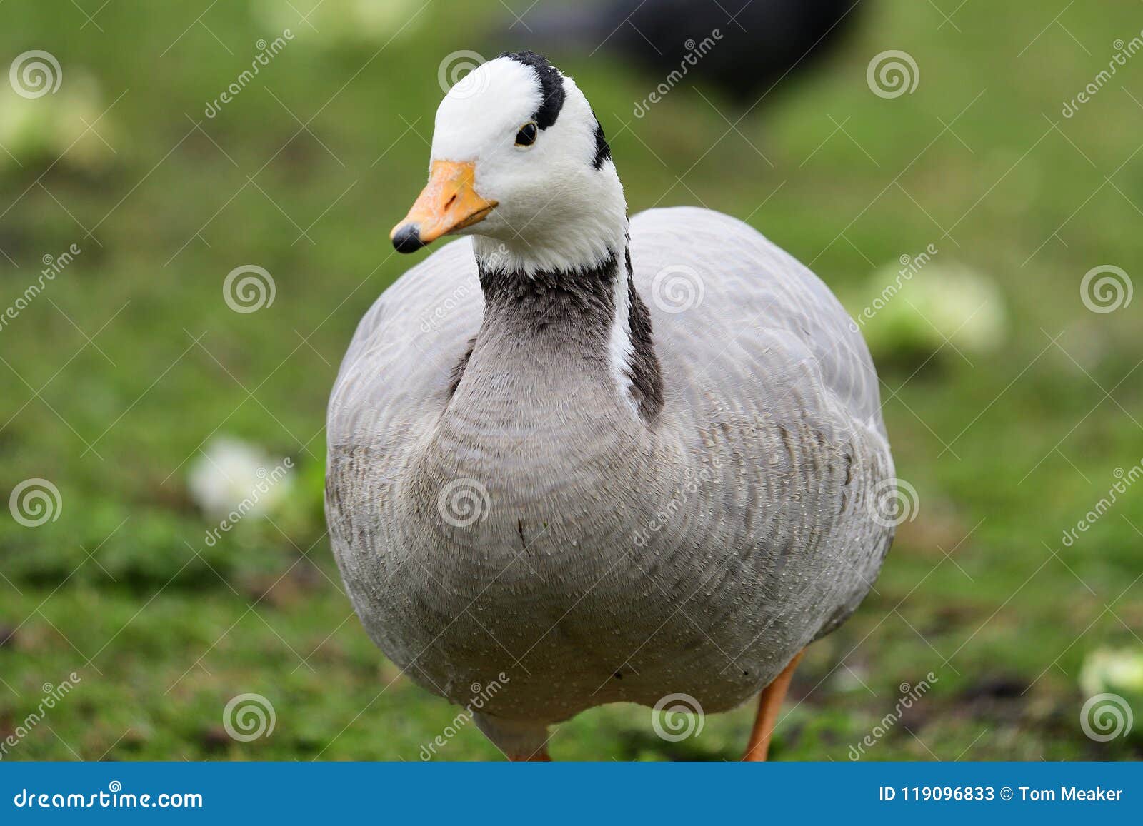 Bar Headed Goose Anser Indicus Stock Image - Image of headed, people ...