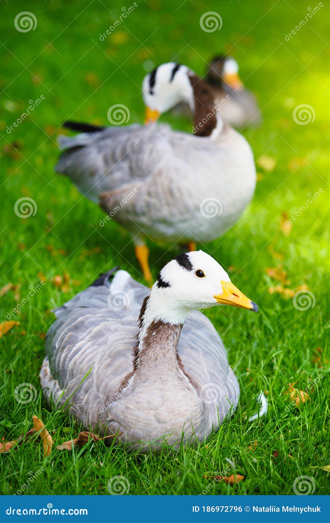 Bar-headed Goose Anser Indicus in a Meadow Stock Photo - Image of ...