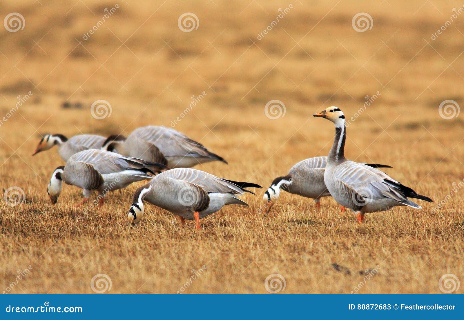 Bar-headed goose stock image. Image of bird, headed, anser - 80872683