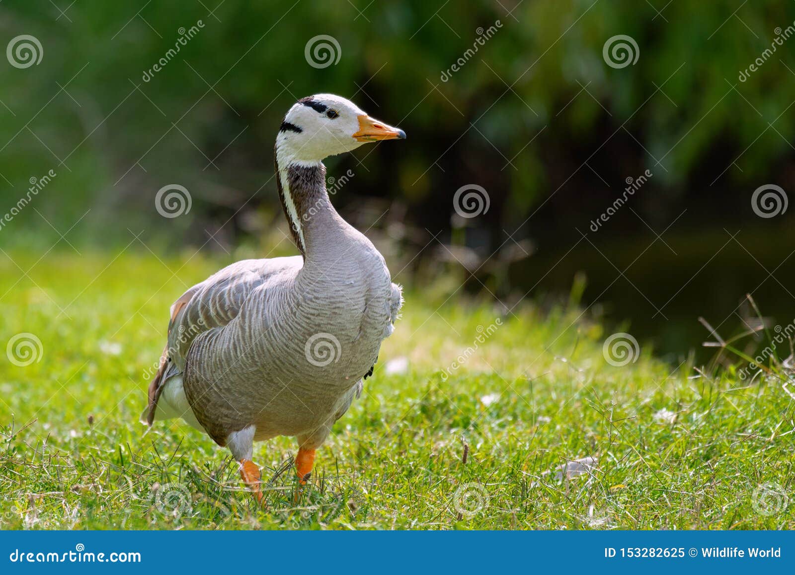 Bar-headed Goose, Anser Indicus, Single Bird on the Grass Stock Image ...